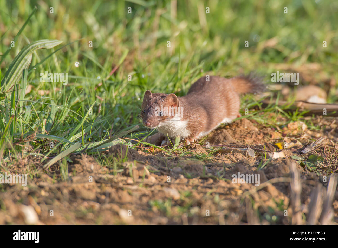 Stoat(Mustela erminea) on the look out for prey items Stock Photo - Alamy