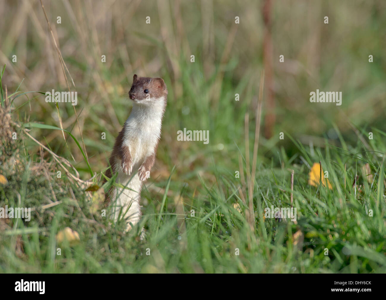 Stoat(Mustela erminea) on the look out for prey items Stock Photo - Alamy