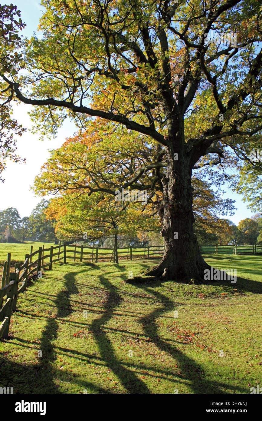 Magna carta runnymede oak tree hi-res stock photography and images - Alamy