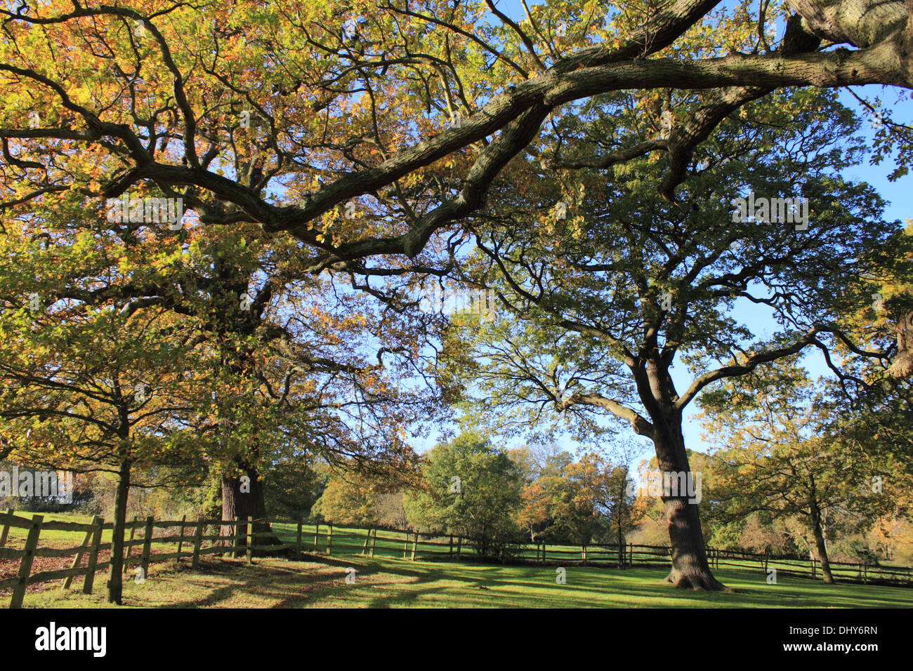 Oak trees at Magna Carta Memorial, Runnymede, Surrey, England UK Stock ...