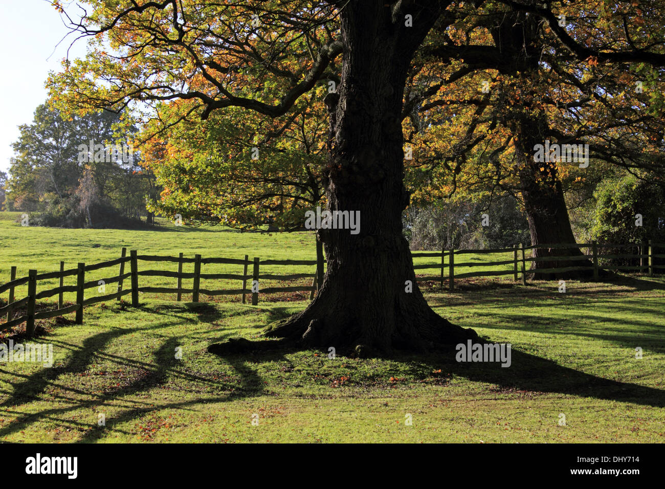Magna carta runnymede oak tree hi-res stock photography and images - Alamy