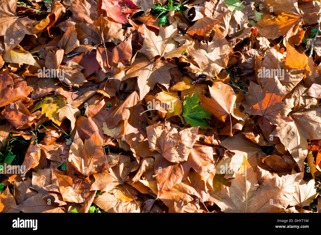 Fallen london plane tree leaf hi-res stock photography and images - Alamy