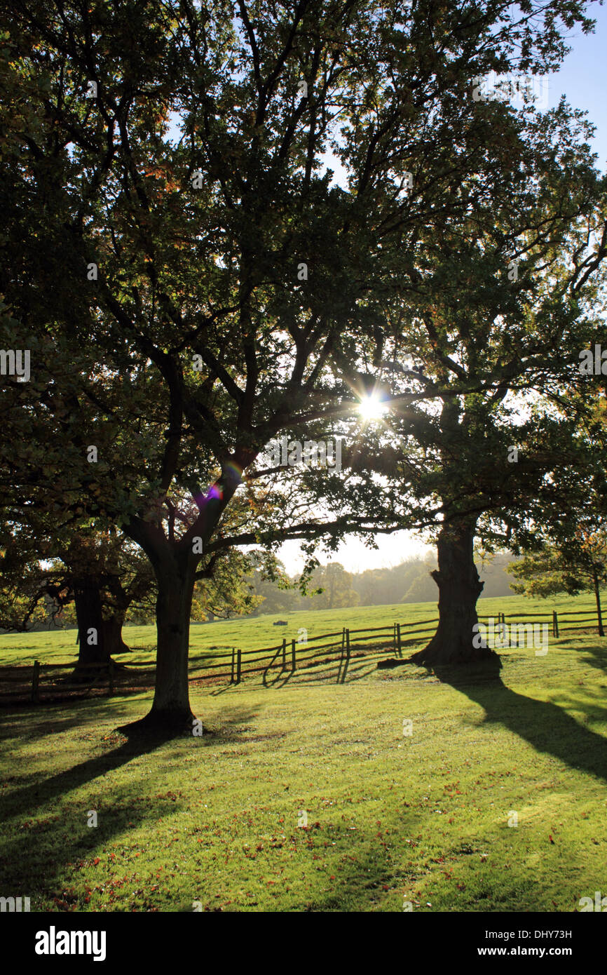 Magna carta runnymede oak tree hi-res stock photography and images - Alamy