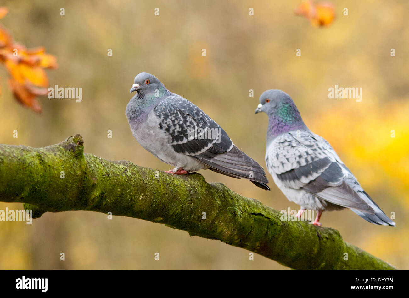 Feral birds hi-res stock photography and images - Alamy