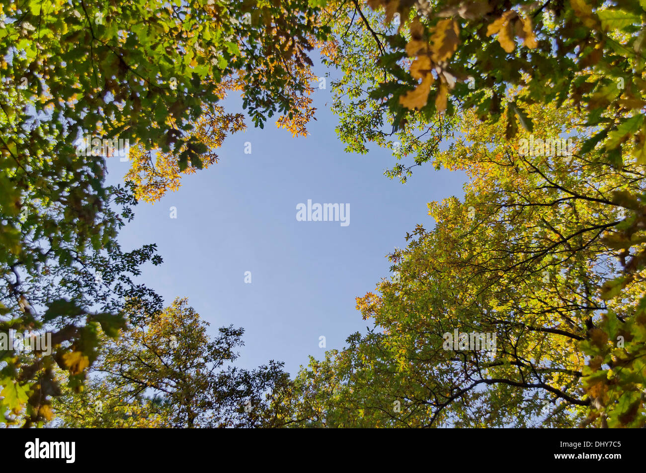 Autumn color trees foliage canopy Stock Photo - Alamy