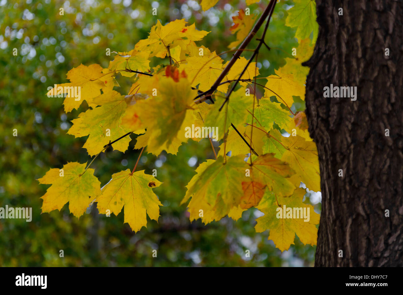 Sycamore fall foliage hi-res stock photography and images - Alamy