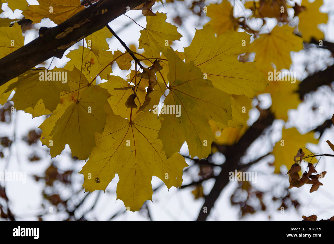 Sycamore trees autumn hi-res stock photography and images - Alamy