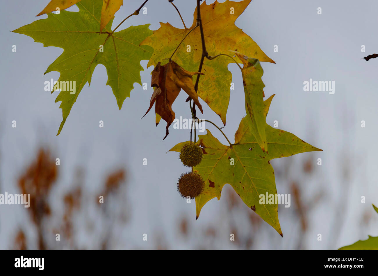 Sycamore autumn leaf color hi-res stock photography and images - Alamy