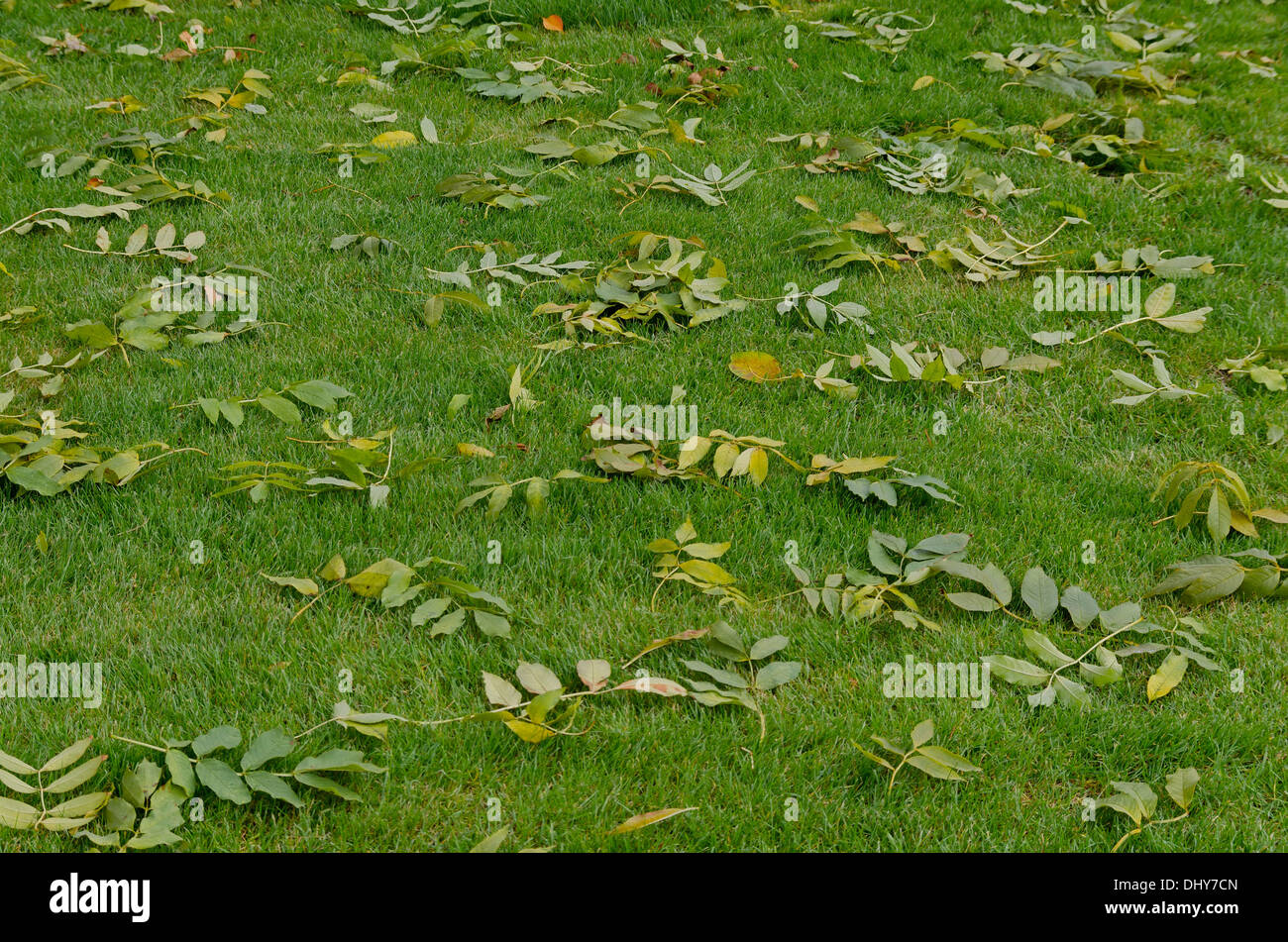 Grass lawn with fall ash leaves in early autumn Stock Photo - Alamy