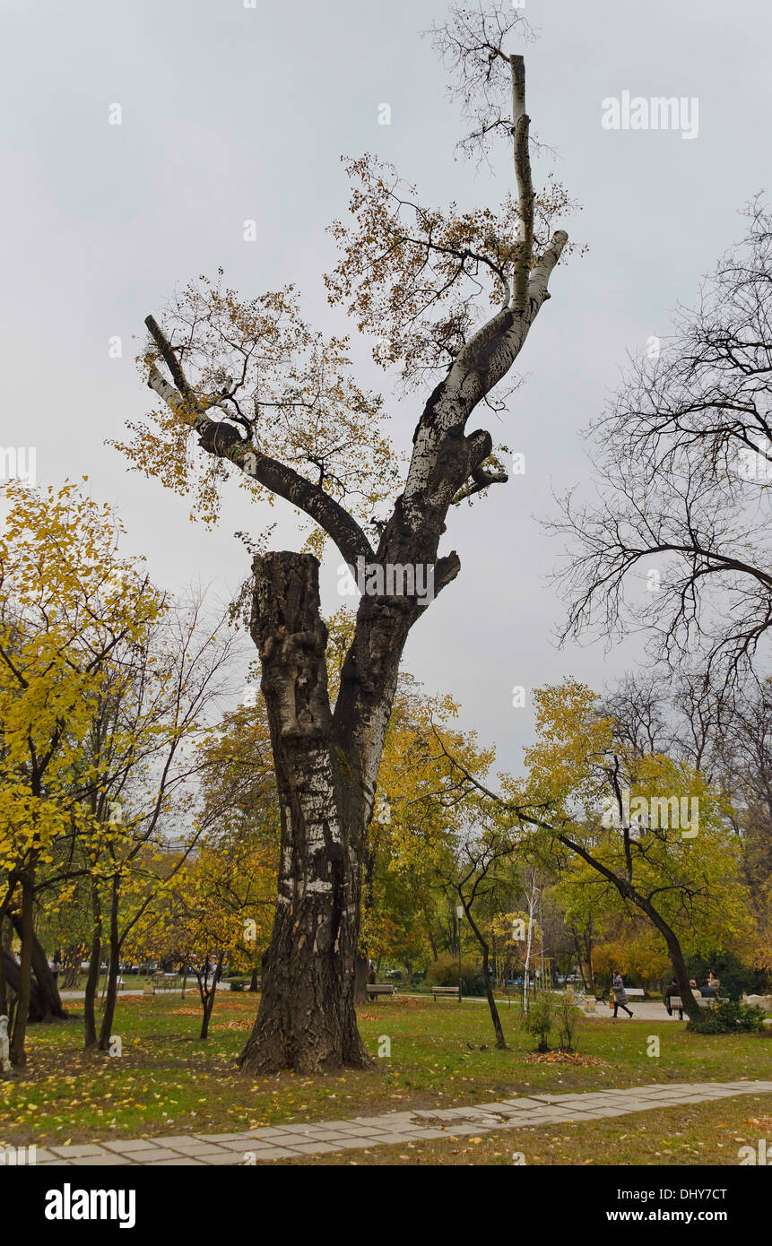 Lop and crop old birch tree in garden Stock Photo - Alamy