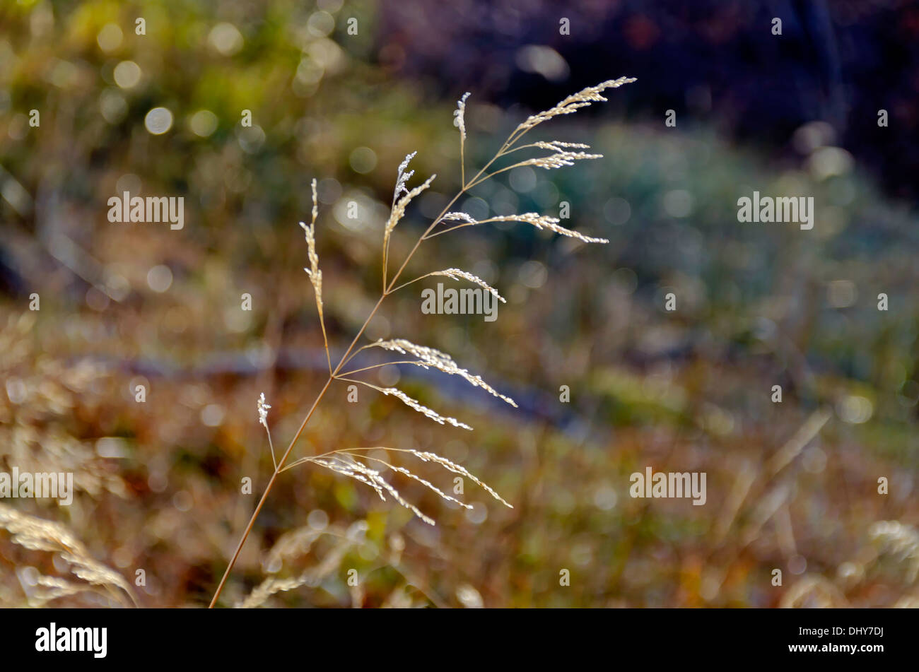Lighted blade of grass in mountain Stock Photo - Alamy