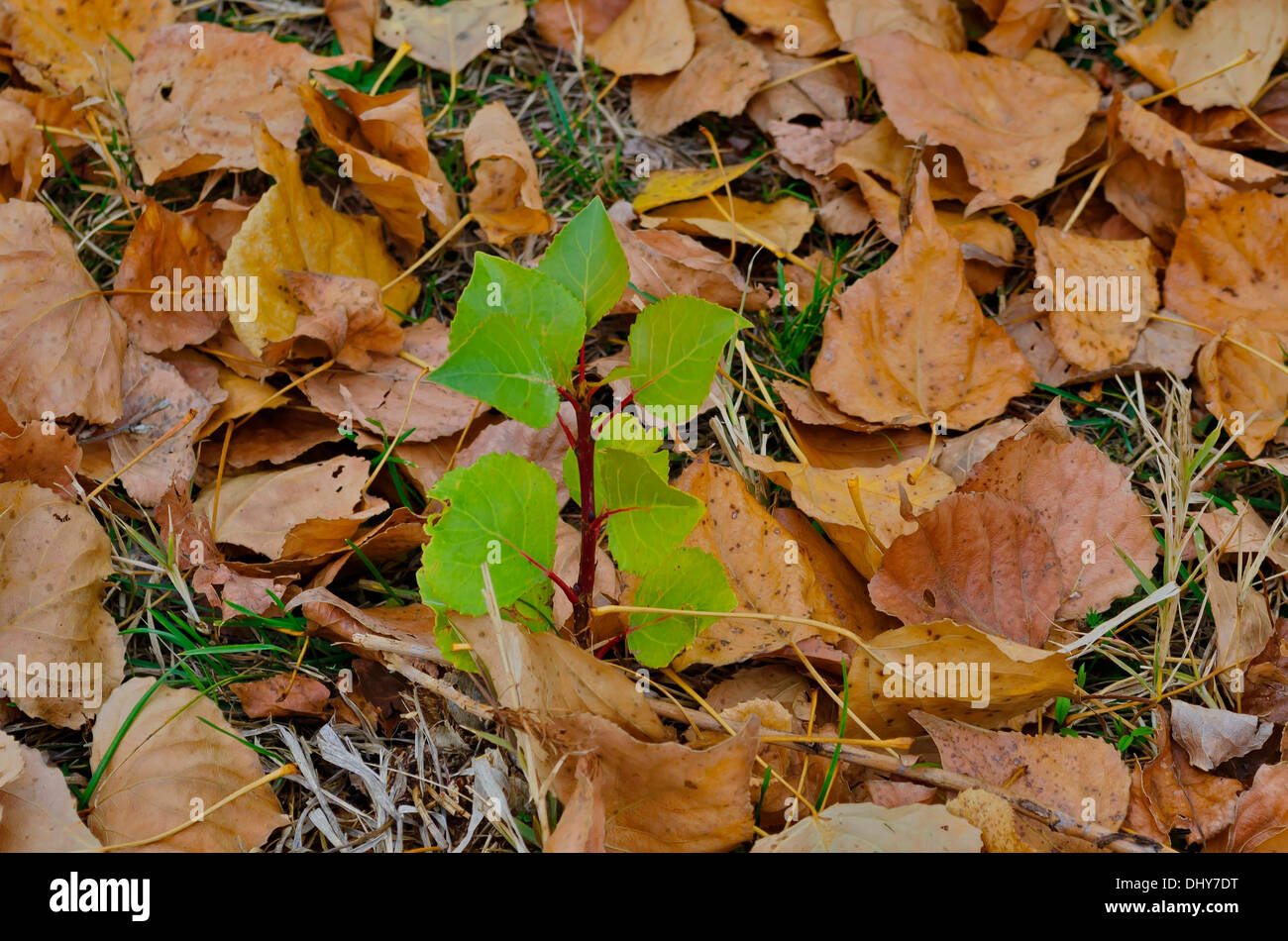 Young beech tree in hi-res stock photography and images - Alamy