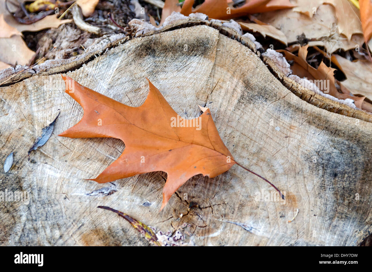 Autumn oak dry tortile leaves on a cut trunk Stock Photo - Alamy