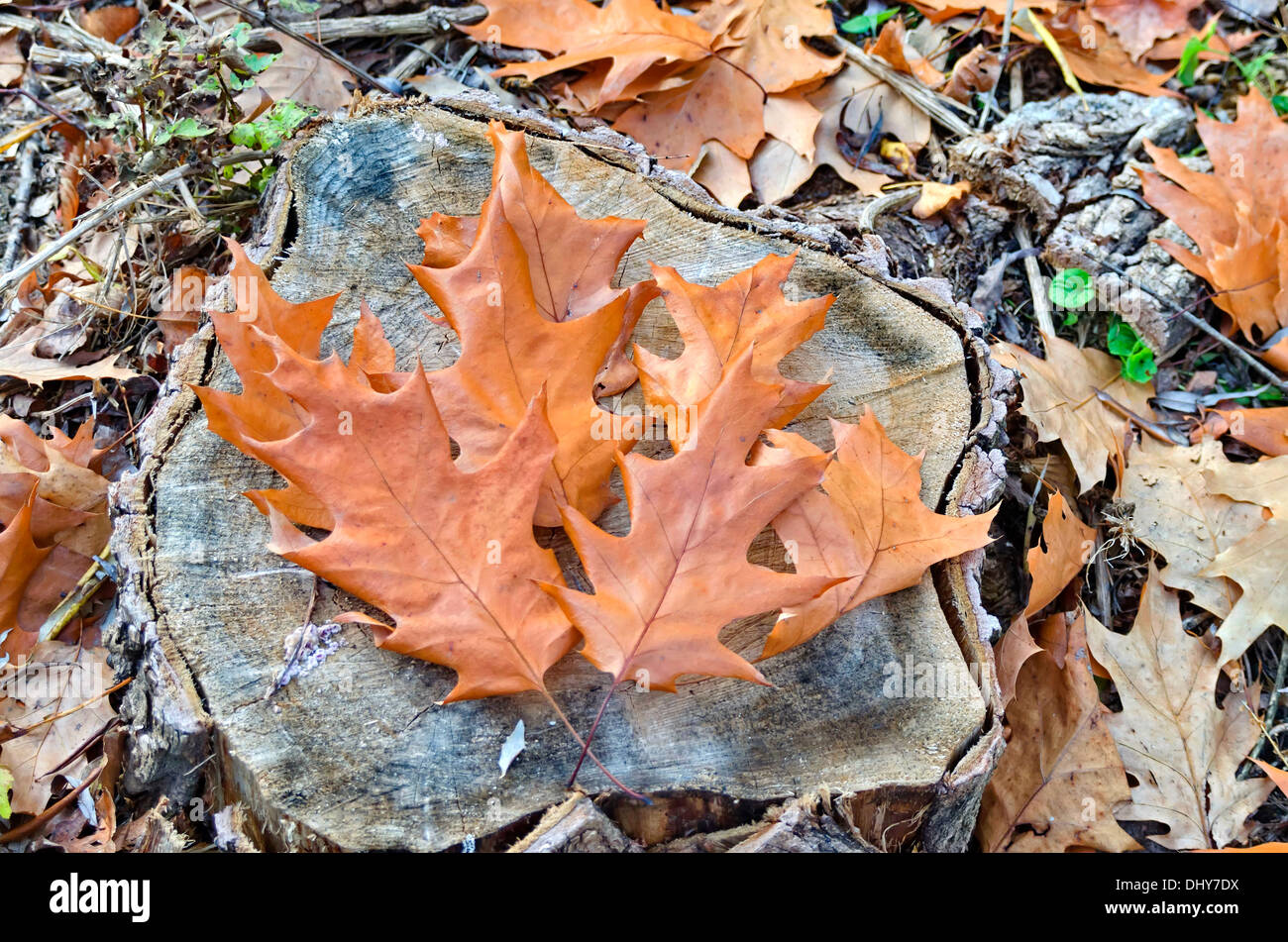 Autumn oak dry tortile leaves on a cut trunk Stock Photo - Alamy