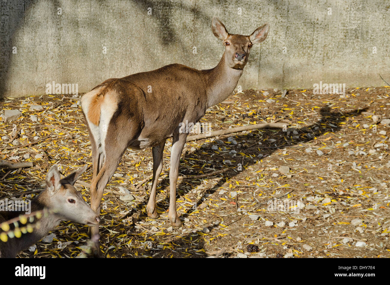 Deer (with fallen horn in autumn) and roe in zoo Stock Photo - Alamy