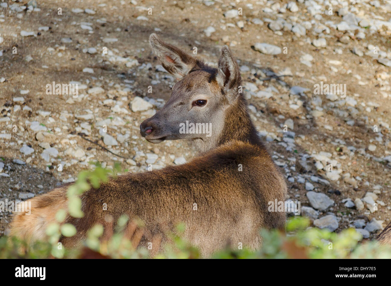 Roe in zoo Stock Photo - Alamy