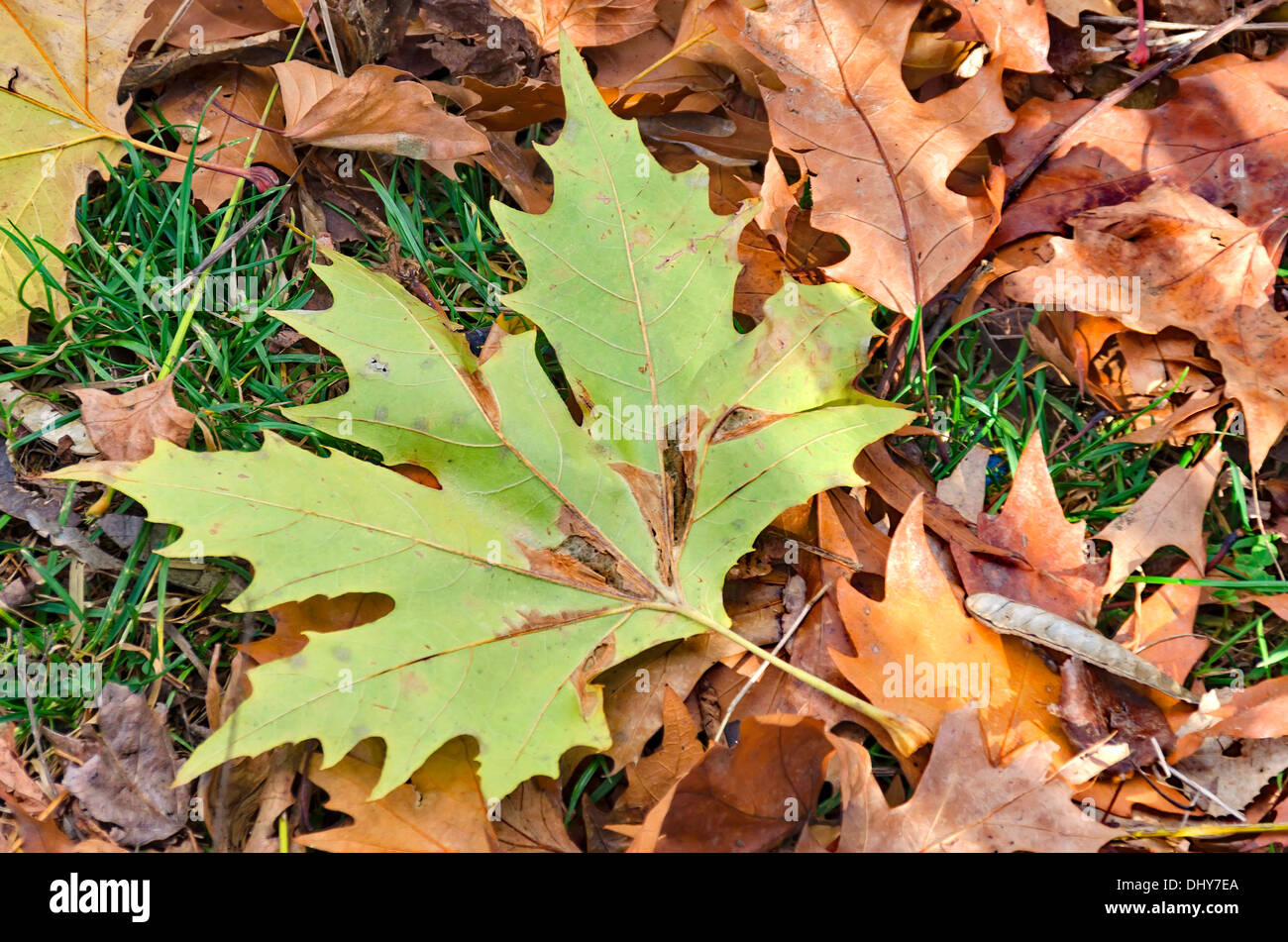 Fall colored leaf hi-res stock photography and images - Alamy