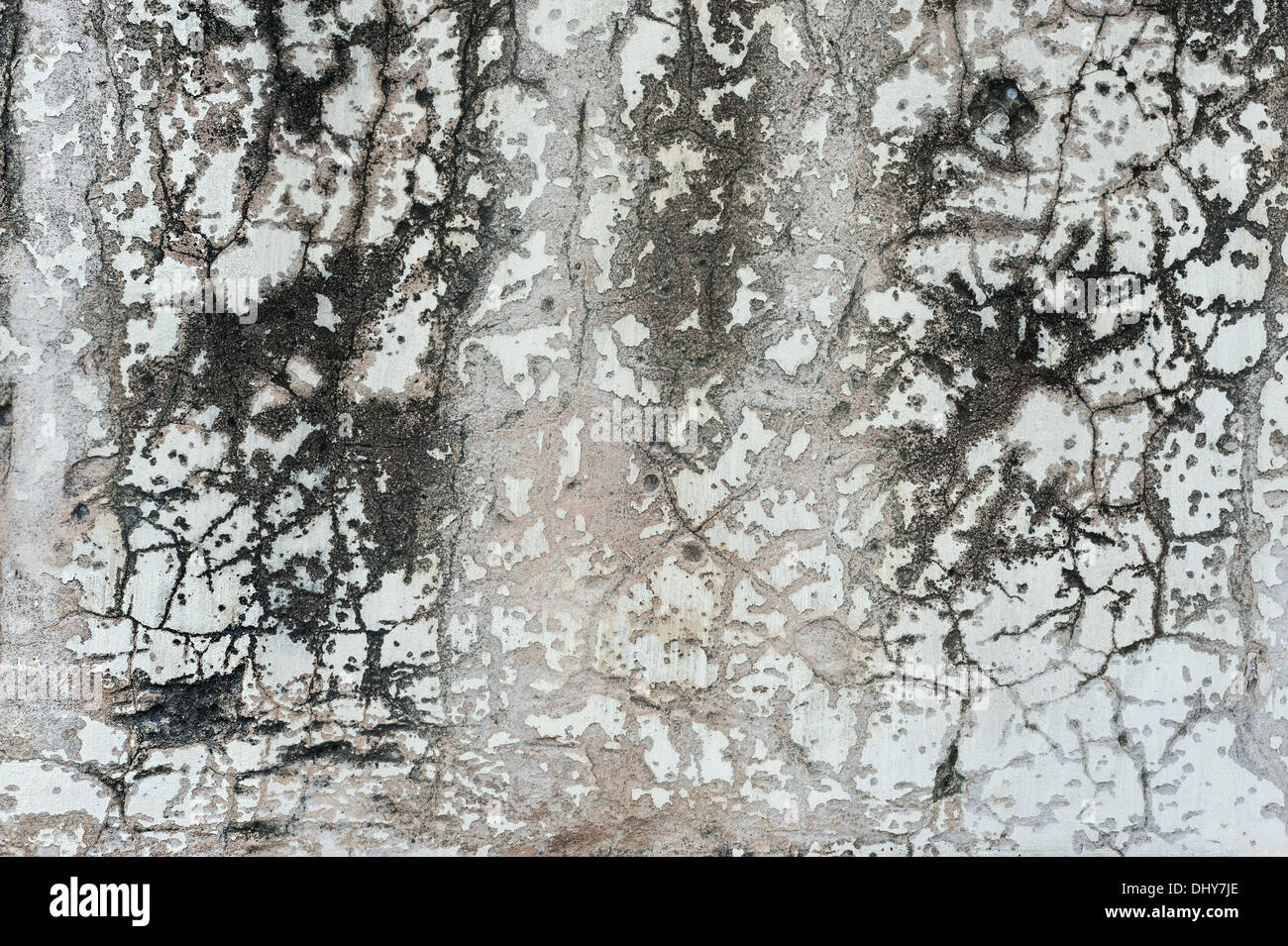 Cracks and Fissures with die moss Stock Photo - Alamy