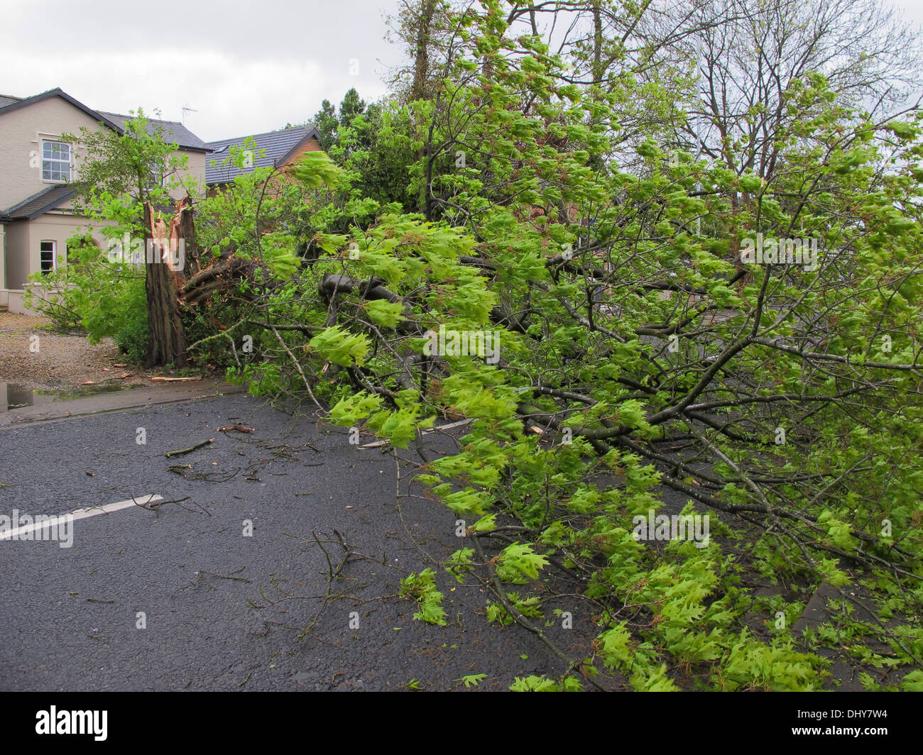 Road closed, blocked, large tree, police car, Ford Focus, controlling ...