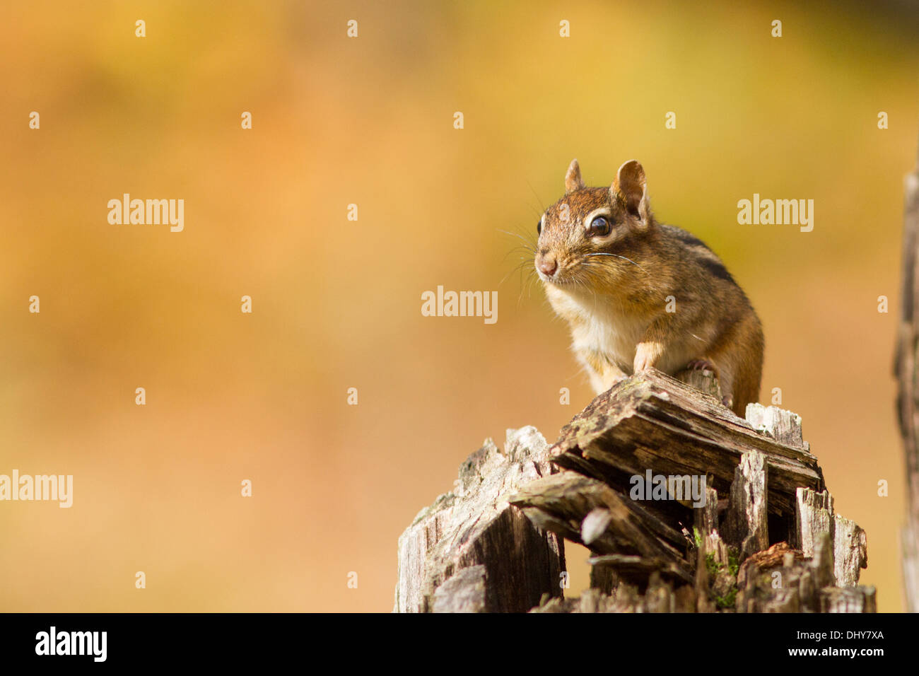 Chipmunk hole nut hi-res stock photography and images - Alamy