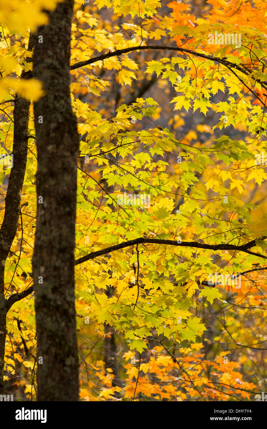 Maples leaves hi-res stock photography and images - Alamy