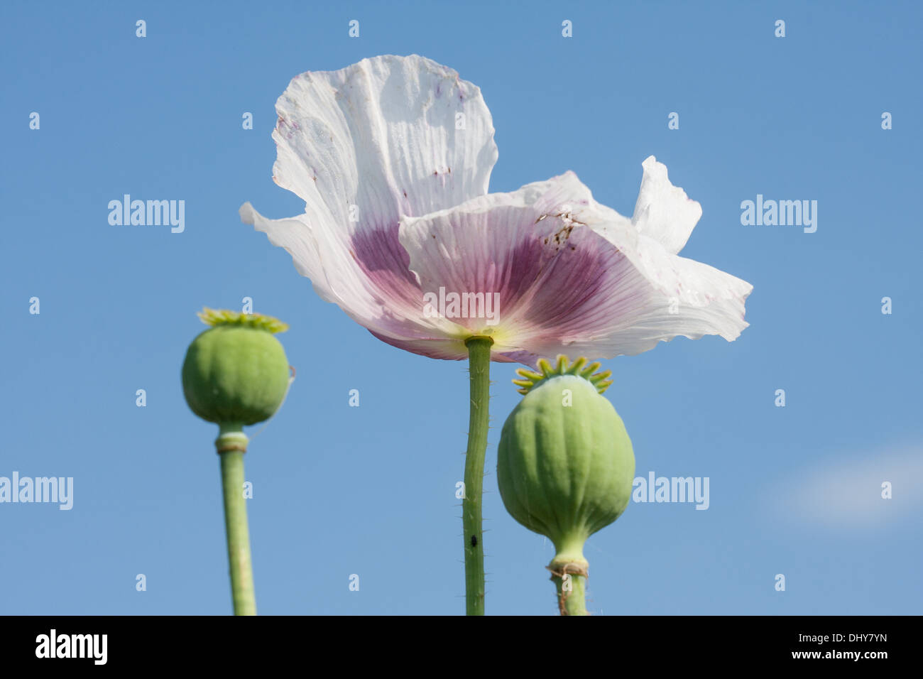 Beautiful violet color poppy hi-res stock photography and images - Alamy