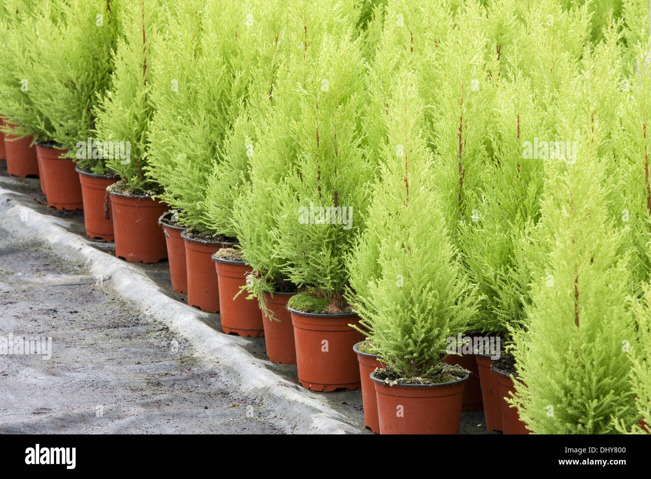Dutch horticulture with cypresses in a greenhouse Stock Photo - Alamy