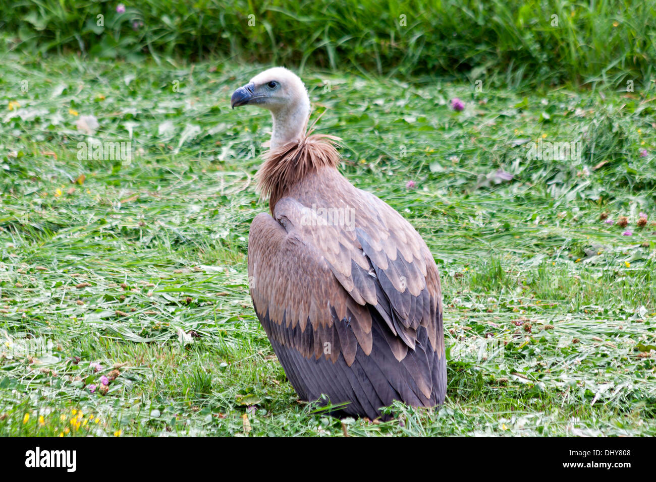 Spanish vulture hi-res stock photography and images - Alamy
