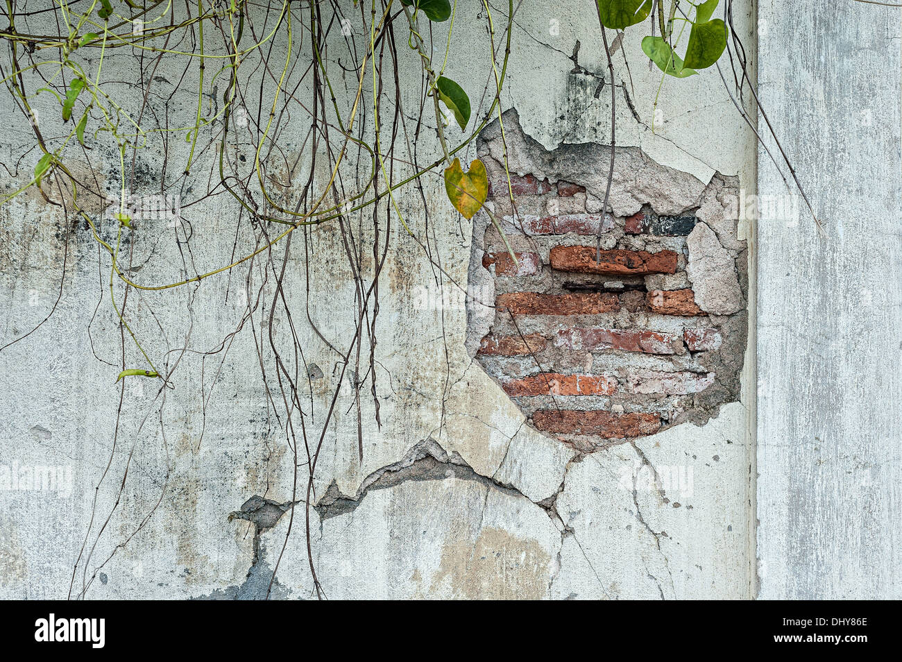 Cracks and Fissures with die moss Stock Photo - Alamy