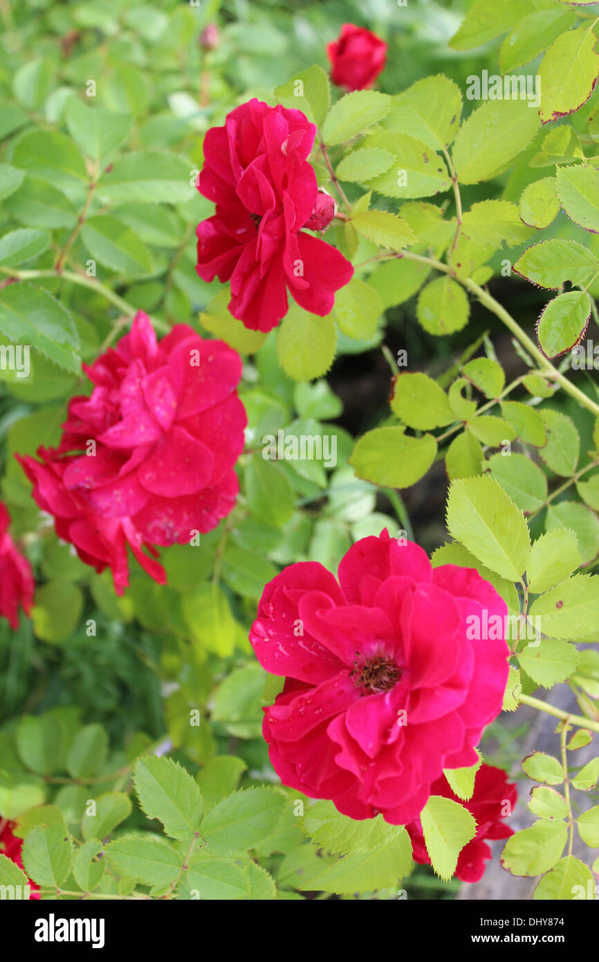 Beautiful thickets hi-res stock photography and images - Alamy