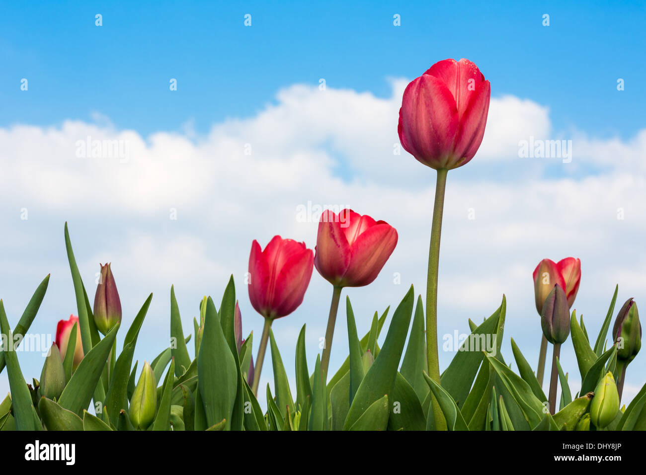 Bouquet red tulips under hi-res stock photography and images - Alamy