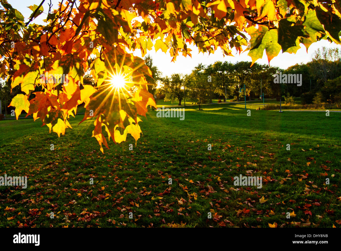 Old Sugar maple in spectacular October sunset Stock Photo - Alamy