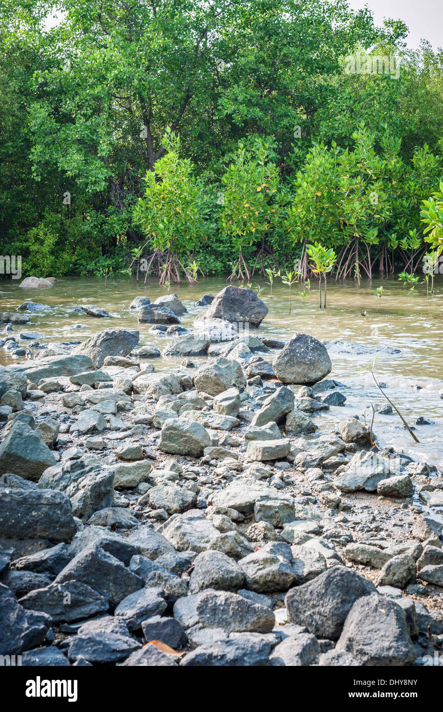 Mangrove Species High Resolution Stock Photography and Images - Alamy