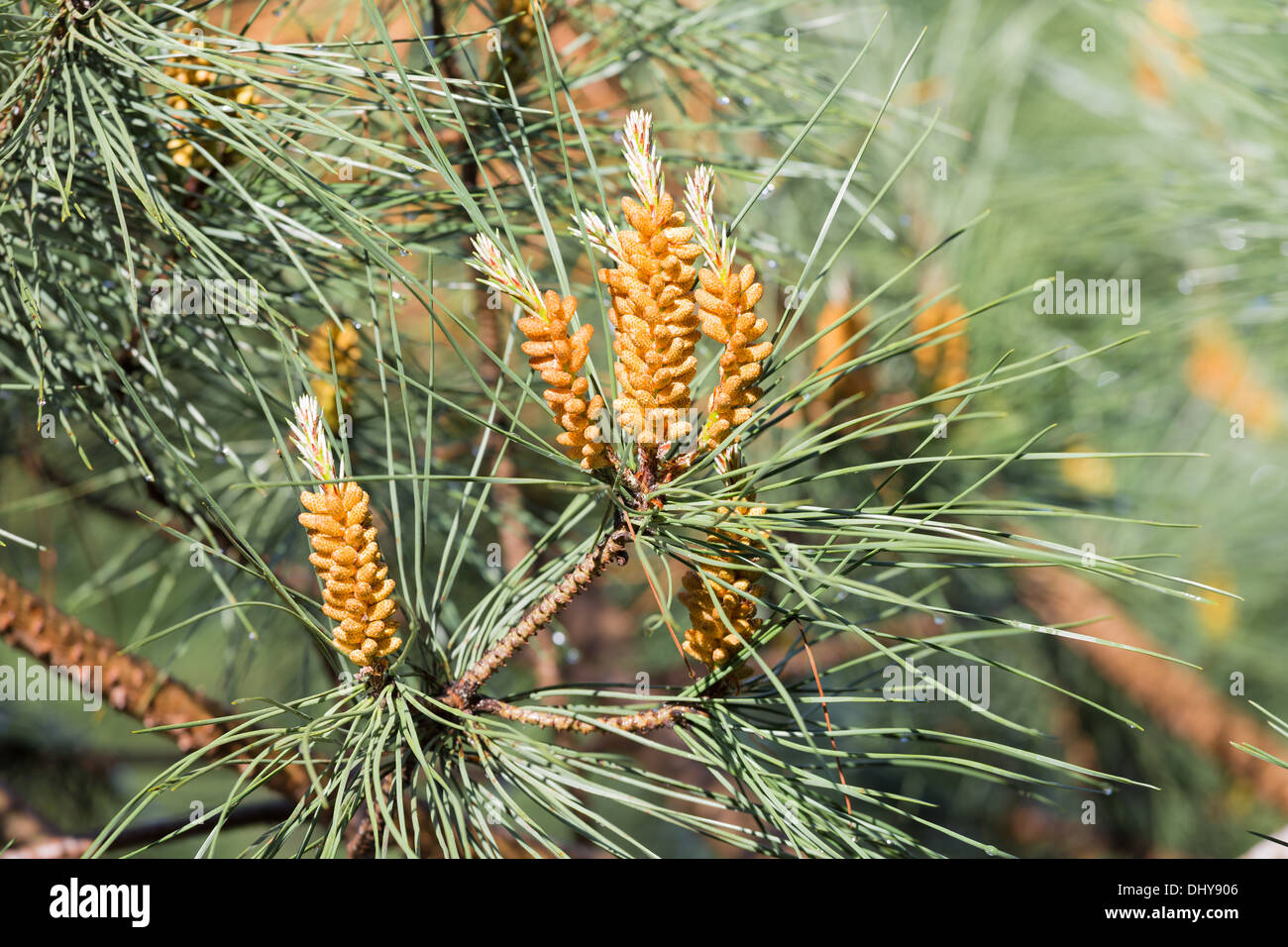 Needles of a pine tree (Pinus sylvestris Stock Photo - Alamy