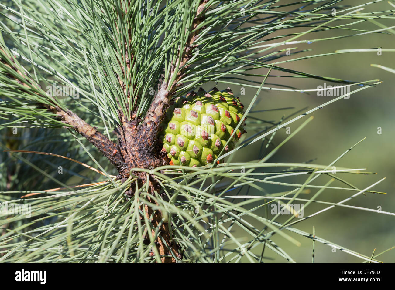Pine tree with pine cone Stock Photo - Alamy