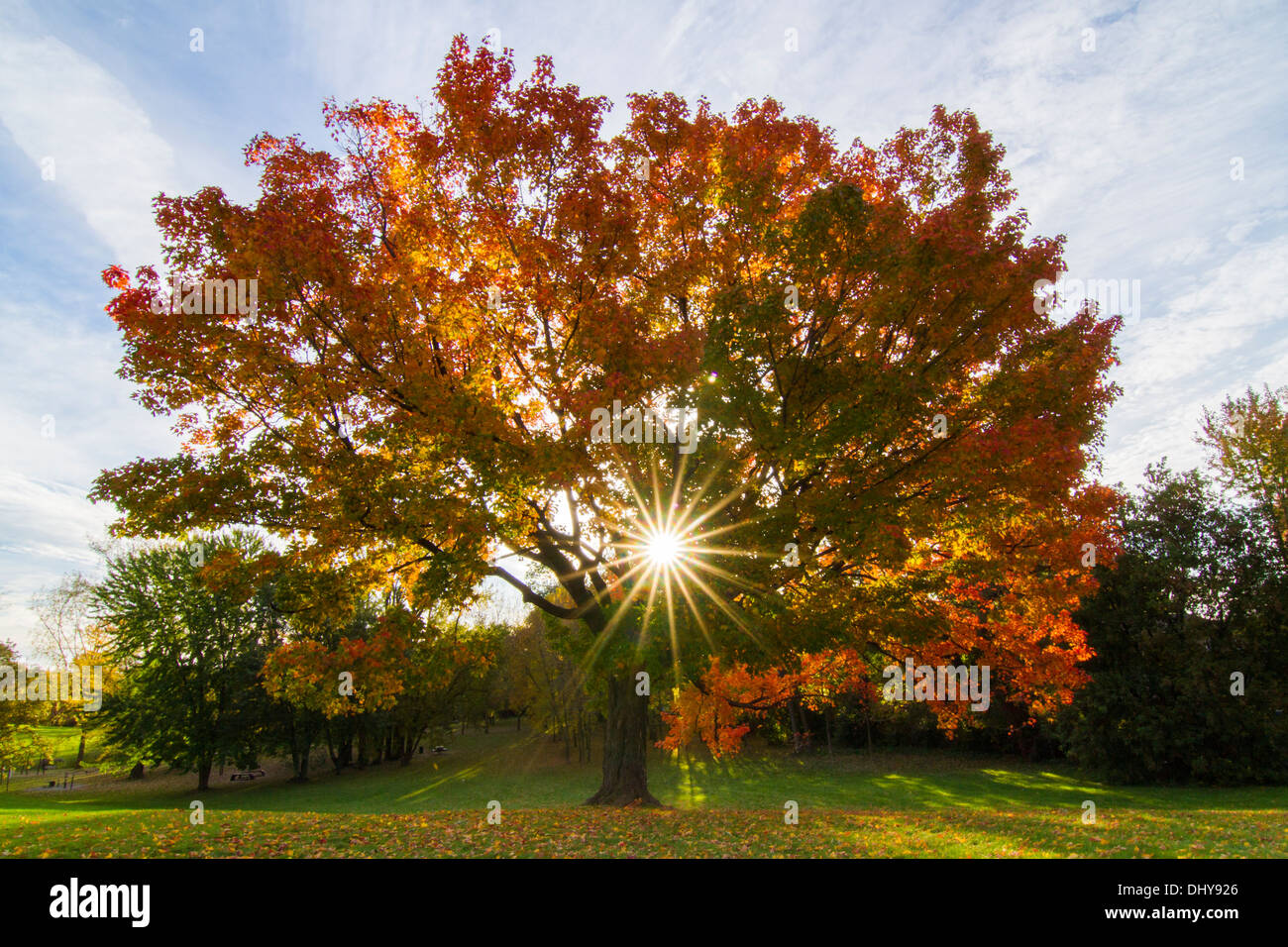 Old sugar maple tree in hi-res stock photography and images - Alamy