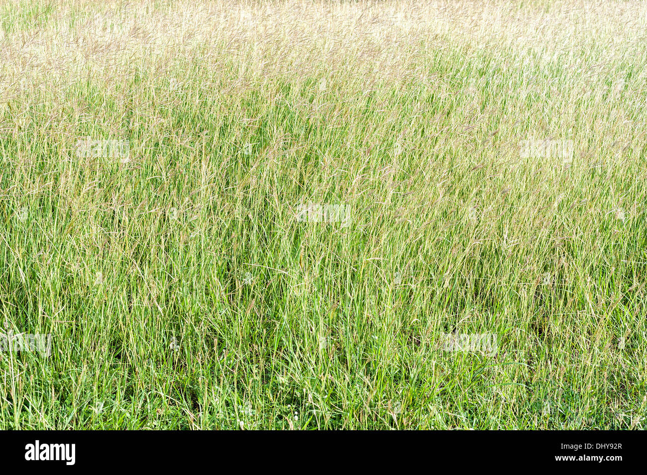 green grass texture flower nature Stock Photo - Alamy