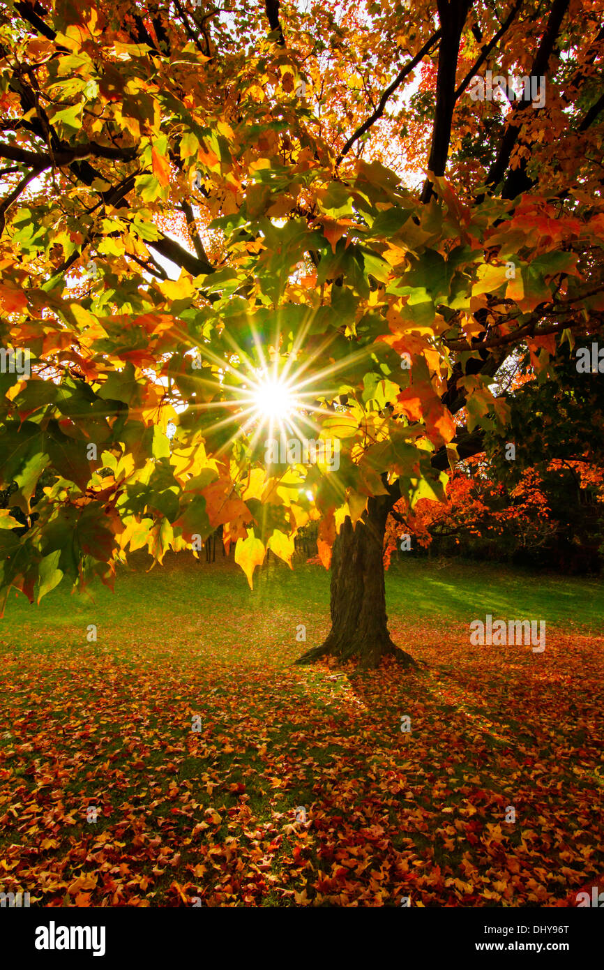 Old Sugar maple in spectacular October sunset Stock Photo - Alamy