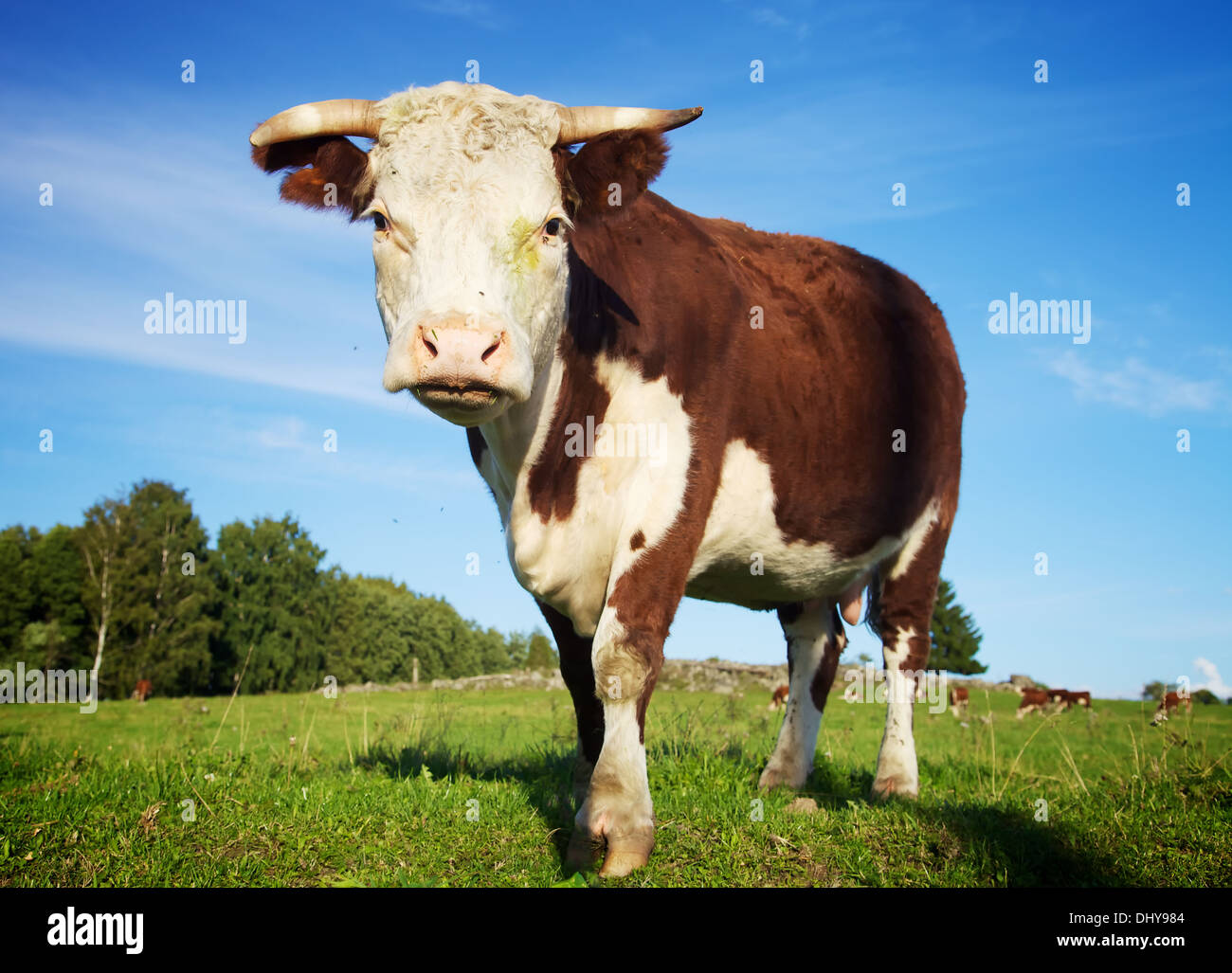 Cow Standing Up