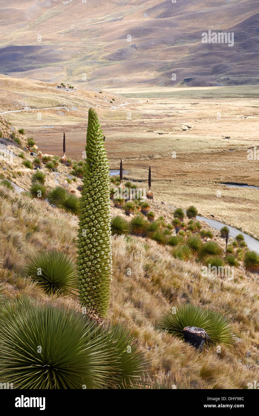 Puya Raimondii Plants high up in the Peruvian Andes, South America ...