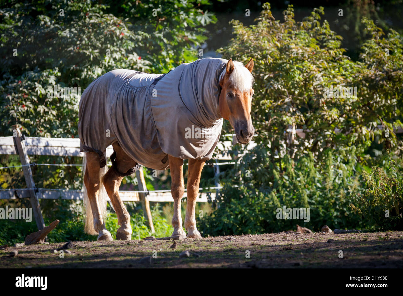 Horse behind fence hi-res stock photography and images - Alamy