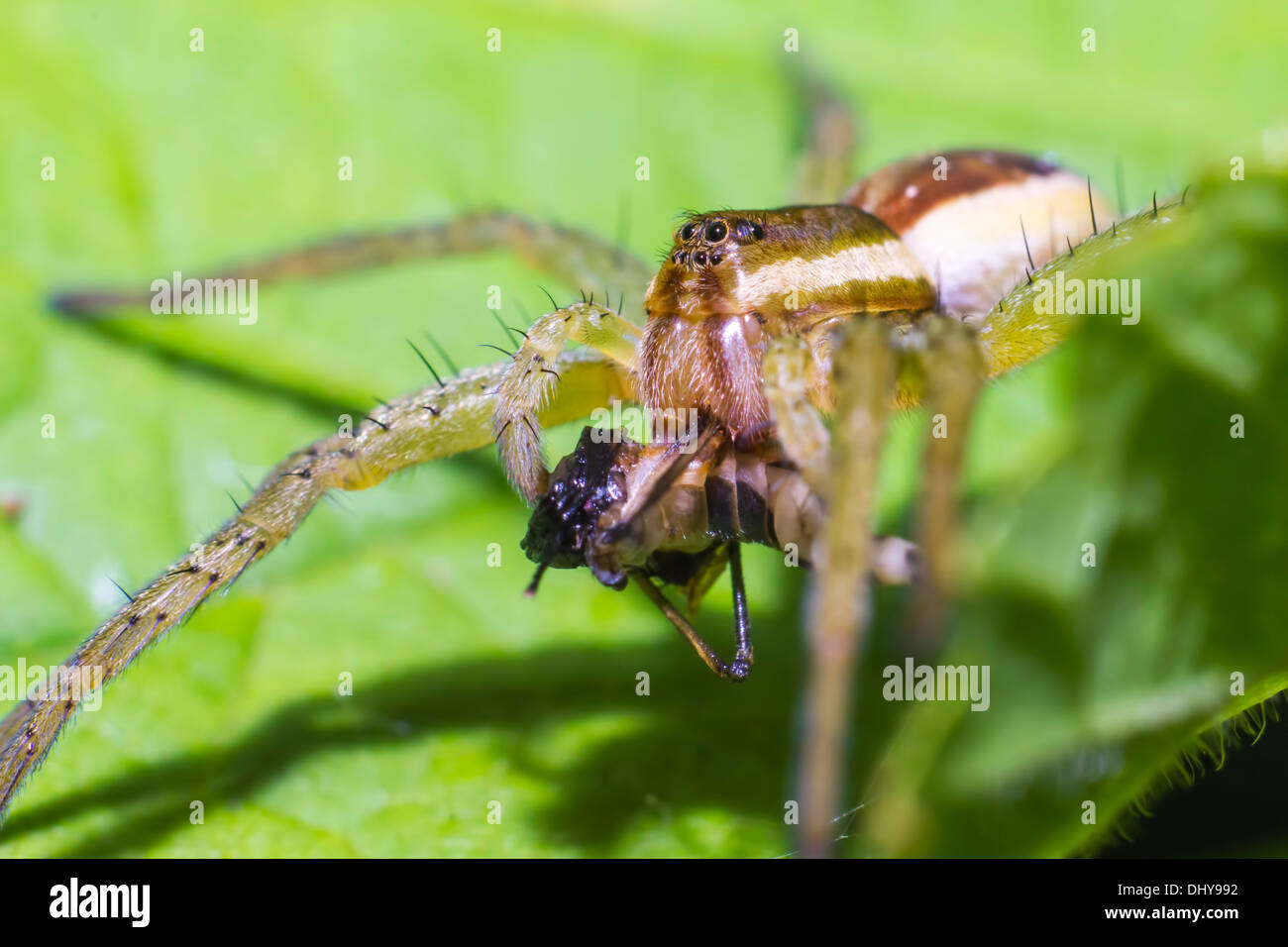 Portrait of a spider Stock Photo - Alamy