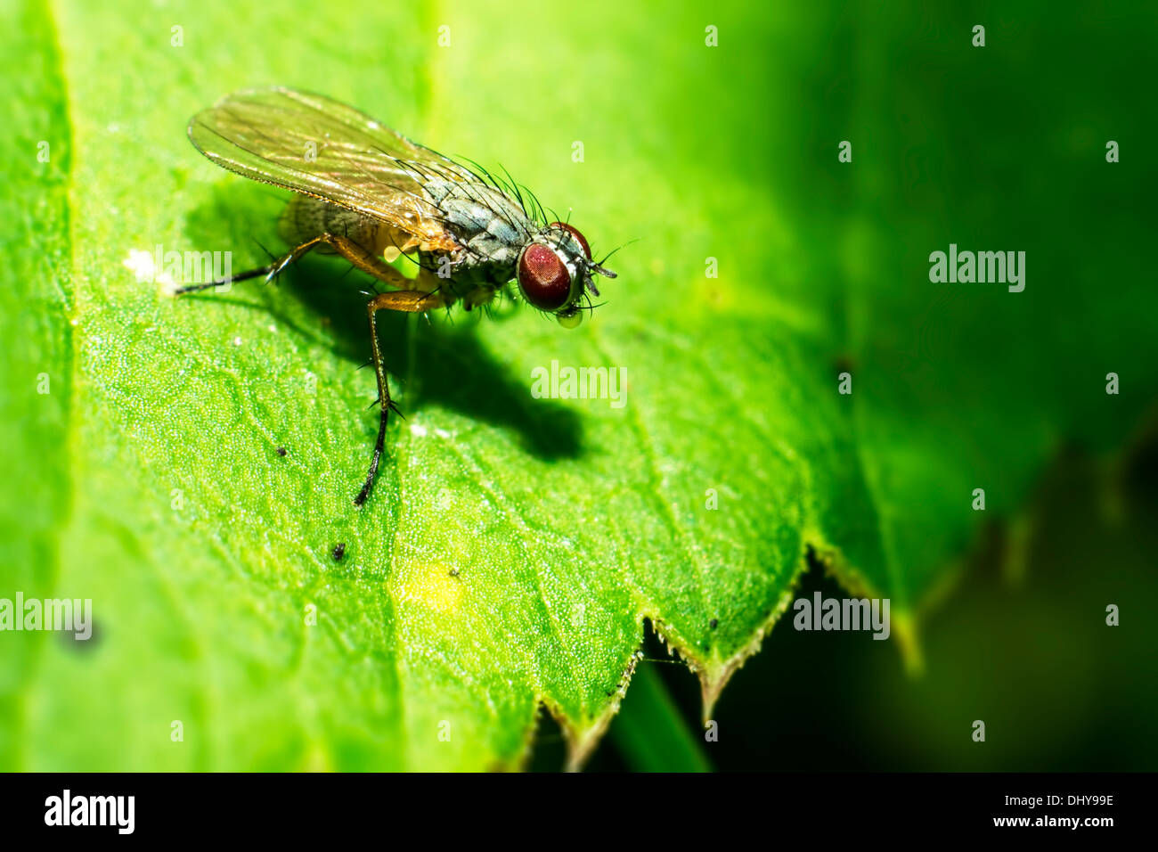 Portrait of a fly Stock Photo - Alamy