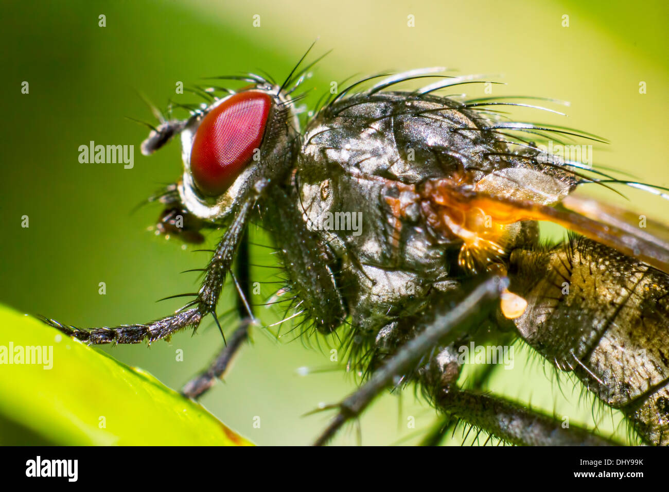 Portrait of a fly Stock Photo - Alamy