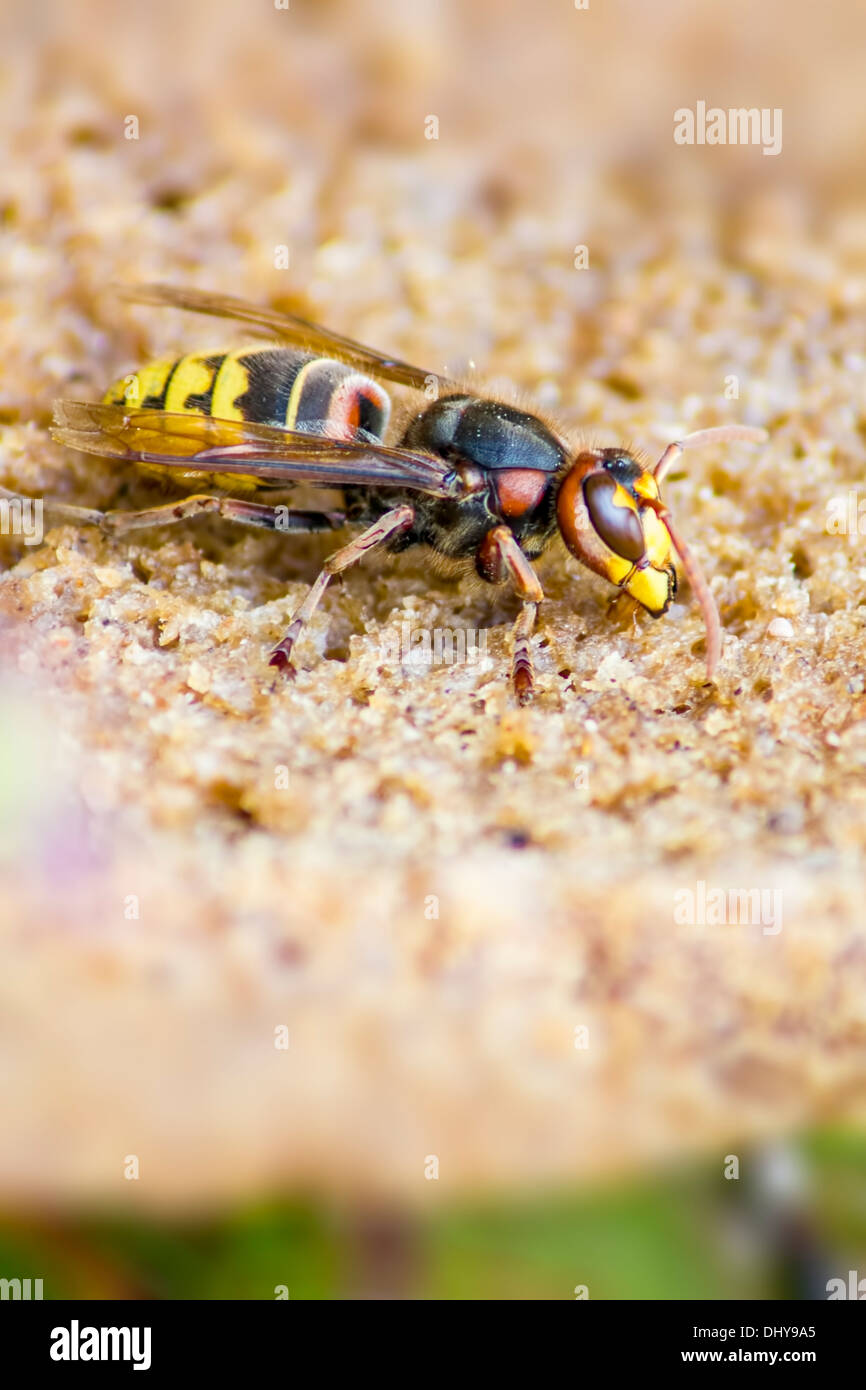 The big wasp survey hi-res stock photography and images - Alamy