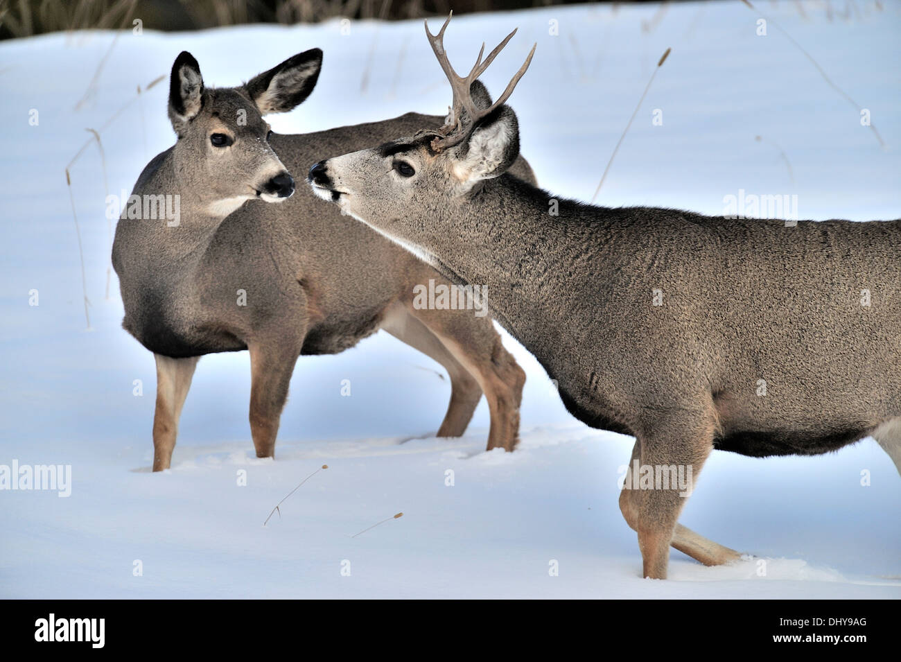 Male and female deer hi-res stock photography and images - Alamy