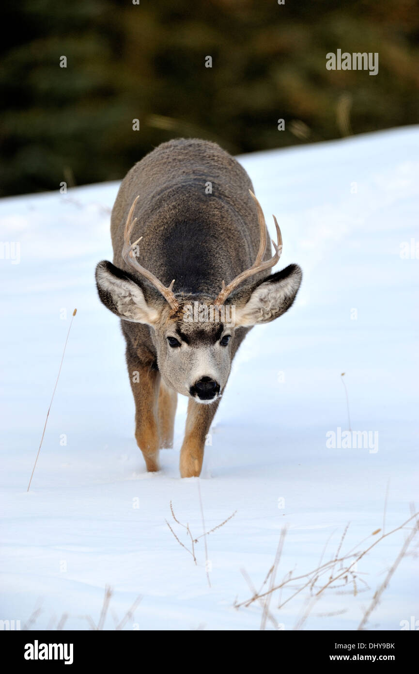 A young mule deer buck walking forward with his head down Stock Photo ...