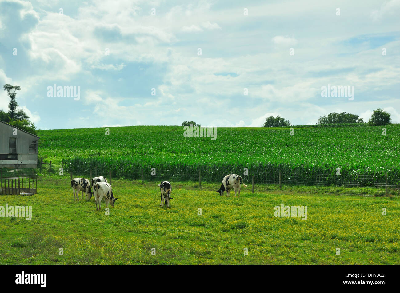 Farm farming farmland amish cows cow cattle lancaster county hi-res ...