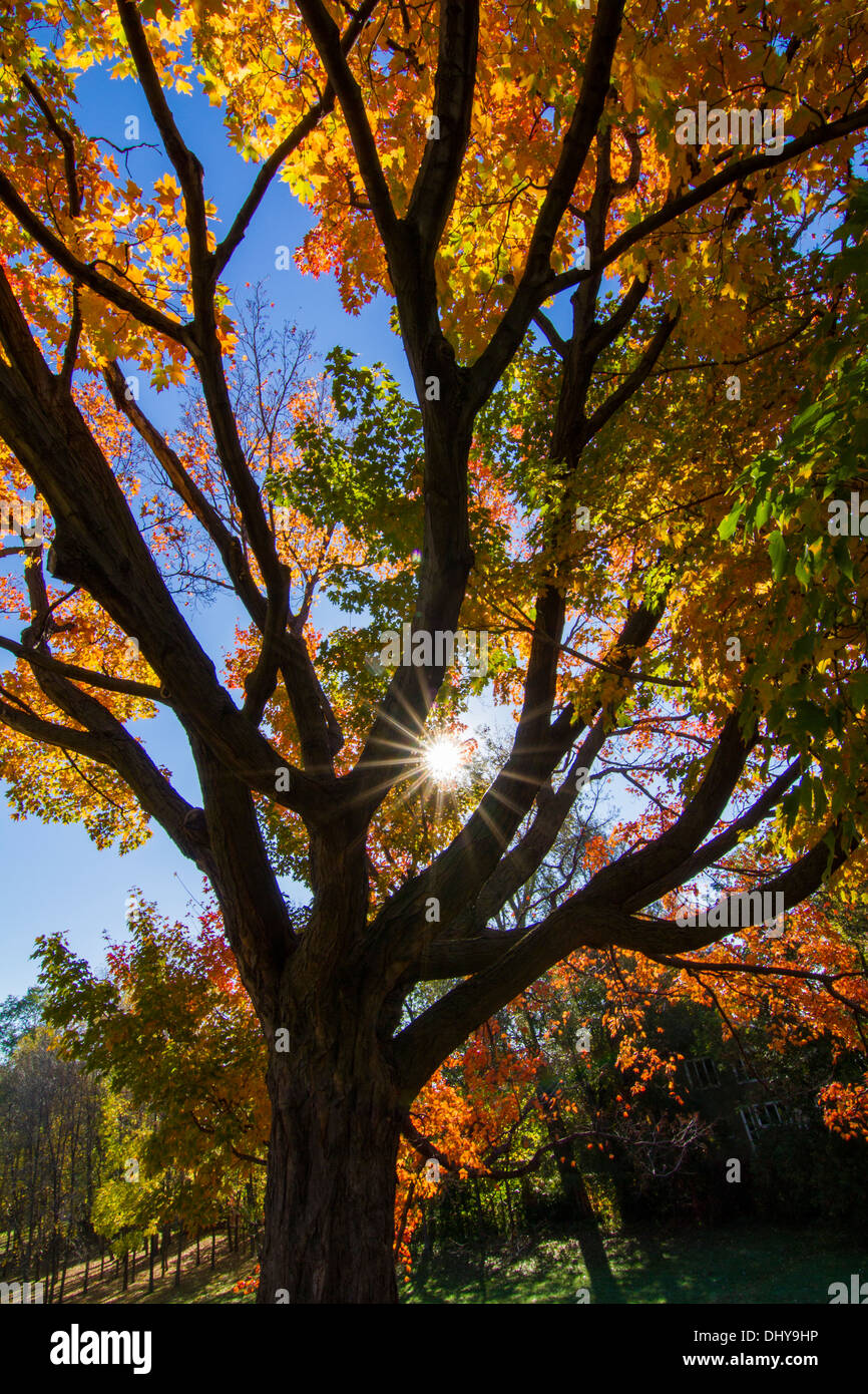 Sugar maple tree branches hi-res stock photography and images - Alamy
