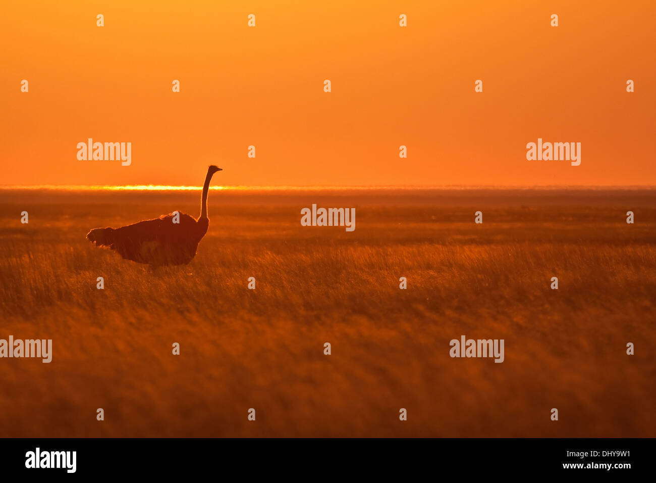 Ostrich wings hi-res stock photography and images - Alamy